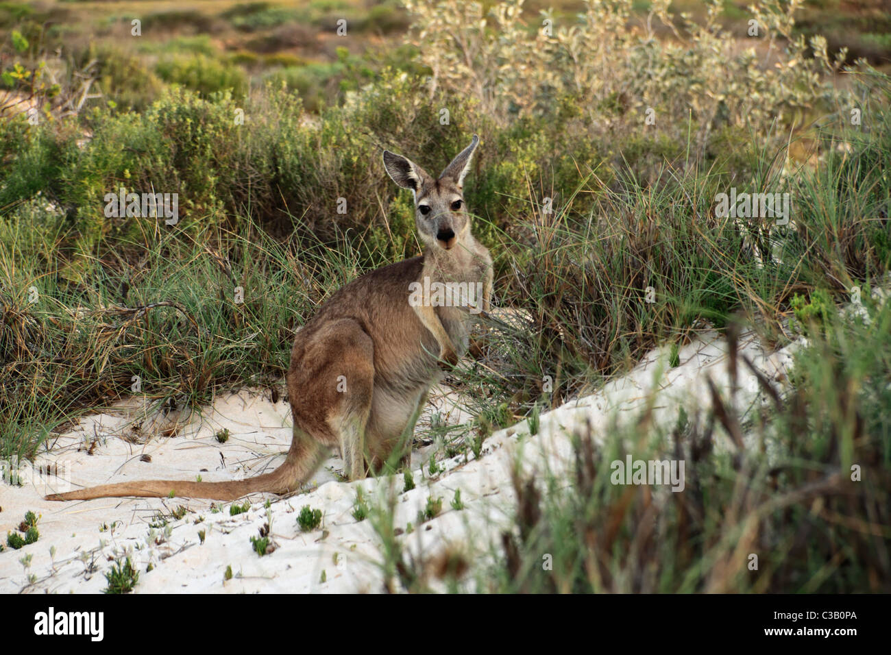 Kangaroo, Cape Range National Park, Northwest Australia Stock Photo - Alamy