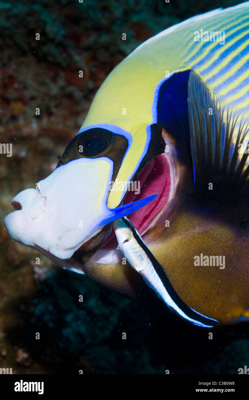 Angel fish hi-res stock photography and images - Alamy