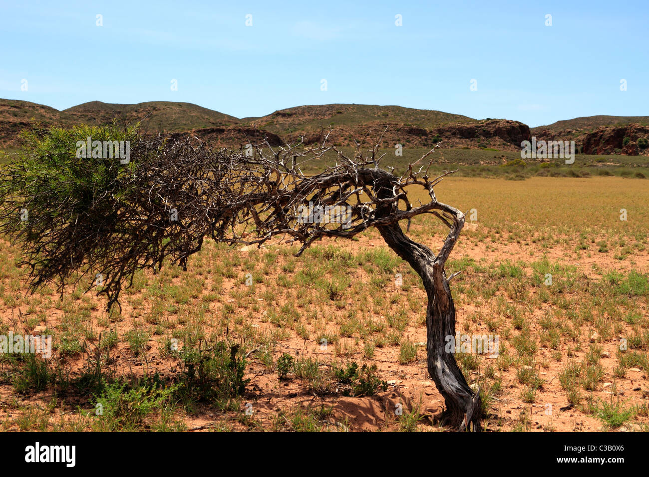 Wind swept tree in landscape, Cape Range National Park, Northwest ...
