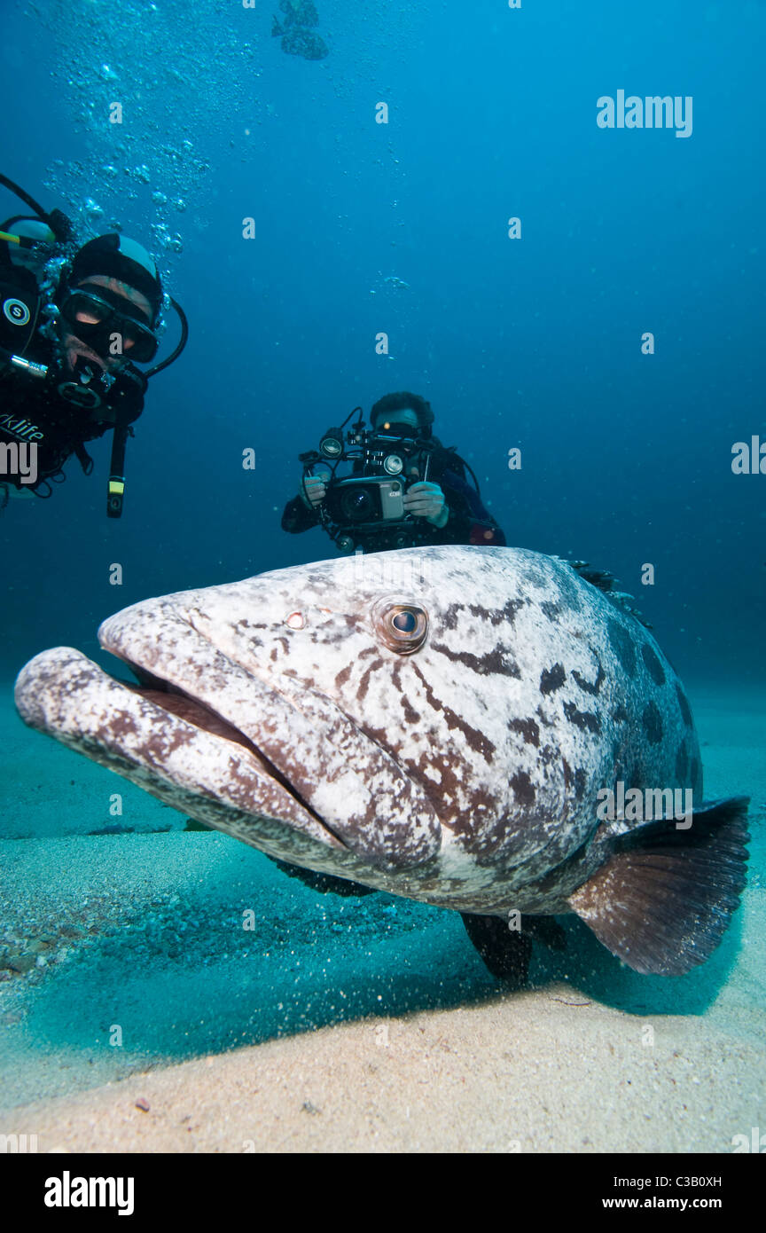 potato cod grouper, Epinephelus tukula and scuba diver, Sodwana Bay ...