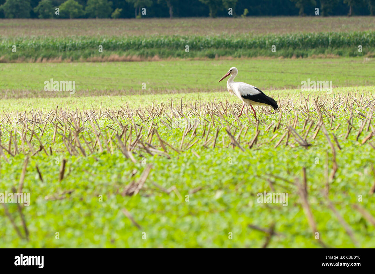 stork walking on green meadow Stock Photo - Alamy