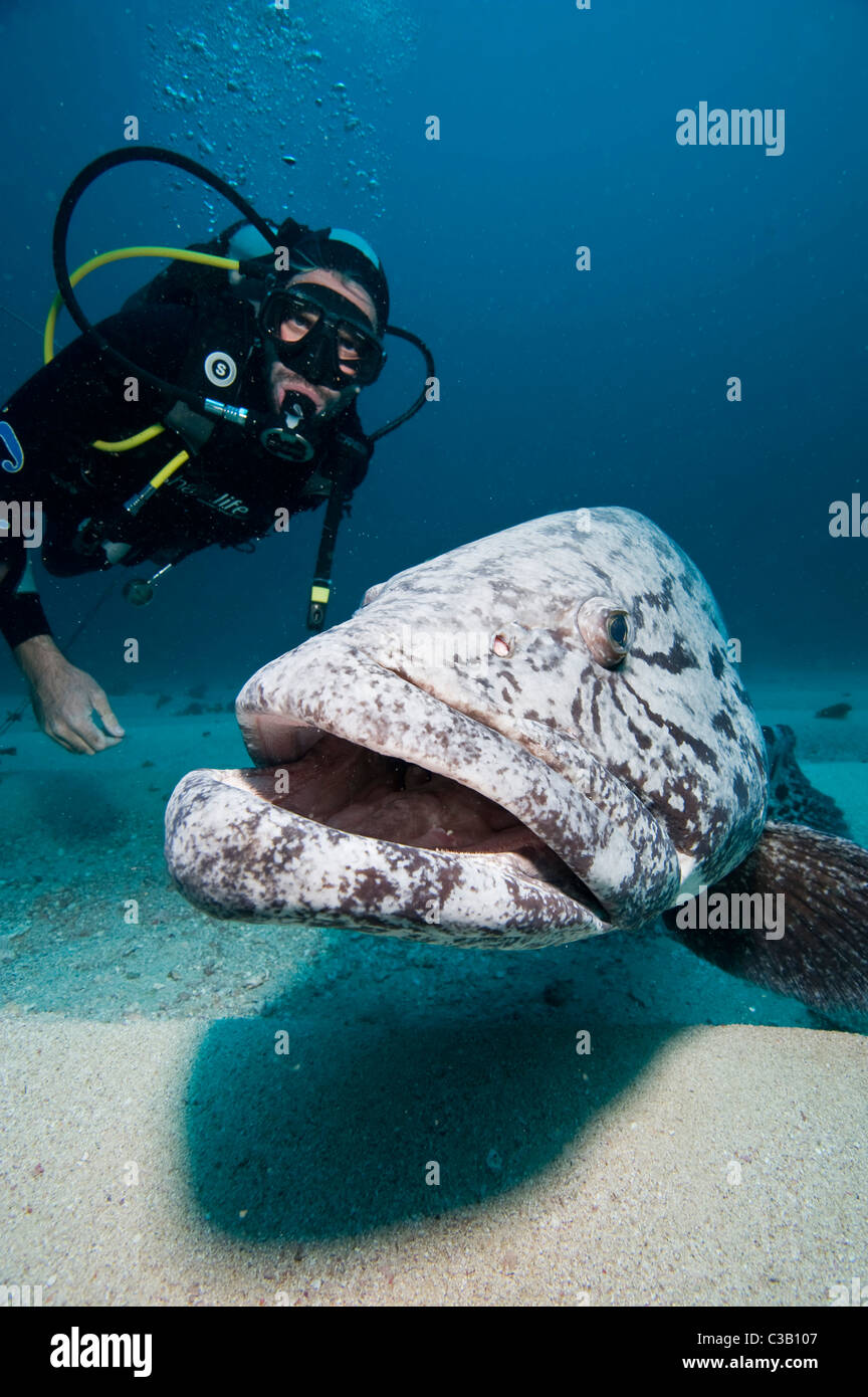 potato cod grouper, Epinephelus tukula and scuba diver, Sodwana Bay ...