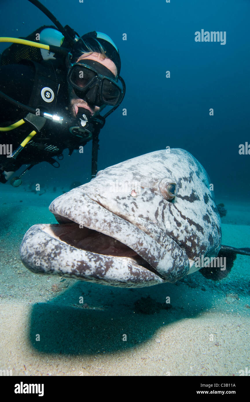 potato cod grouper, Epinephelus tukula and scuba diver, Sodwana Bay ...