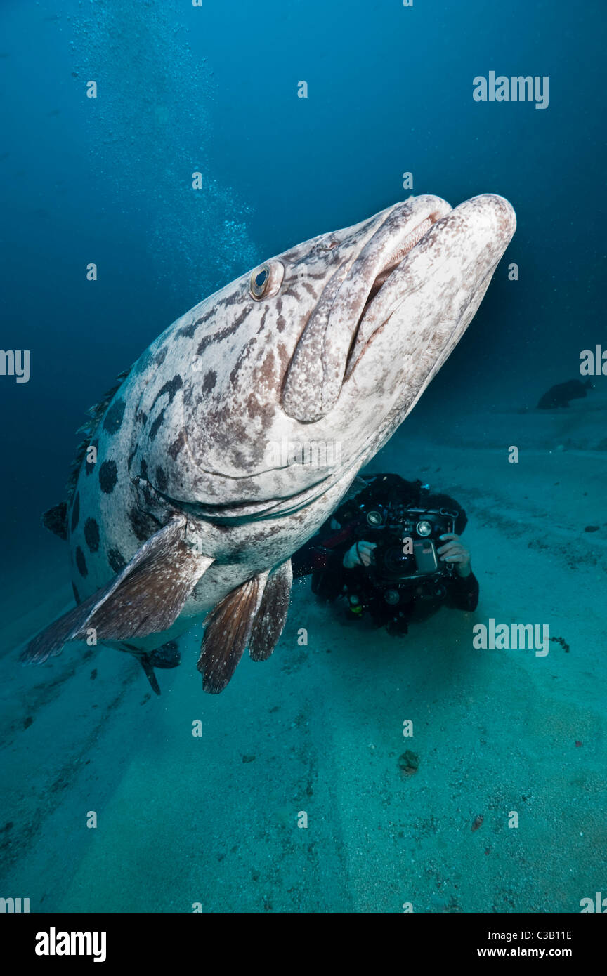 potato cod grouper, Epinephelus tukula and scuba diver, Sodwana Bay ...
