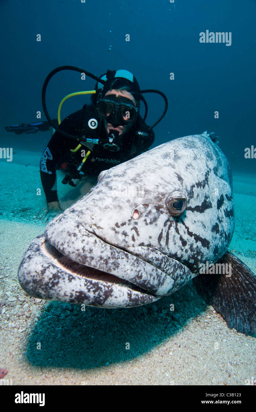 potato cod grouper, Epinephelus tukula and scuba diver, Sodwana Bay ...