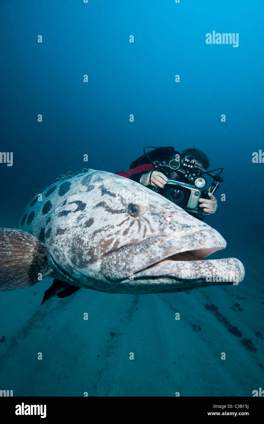 potato cod grouper, Epinephelus tukula and scuba diver, Sodwana Bay ...