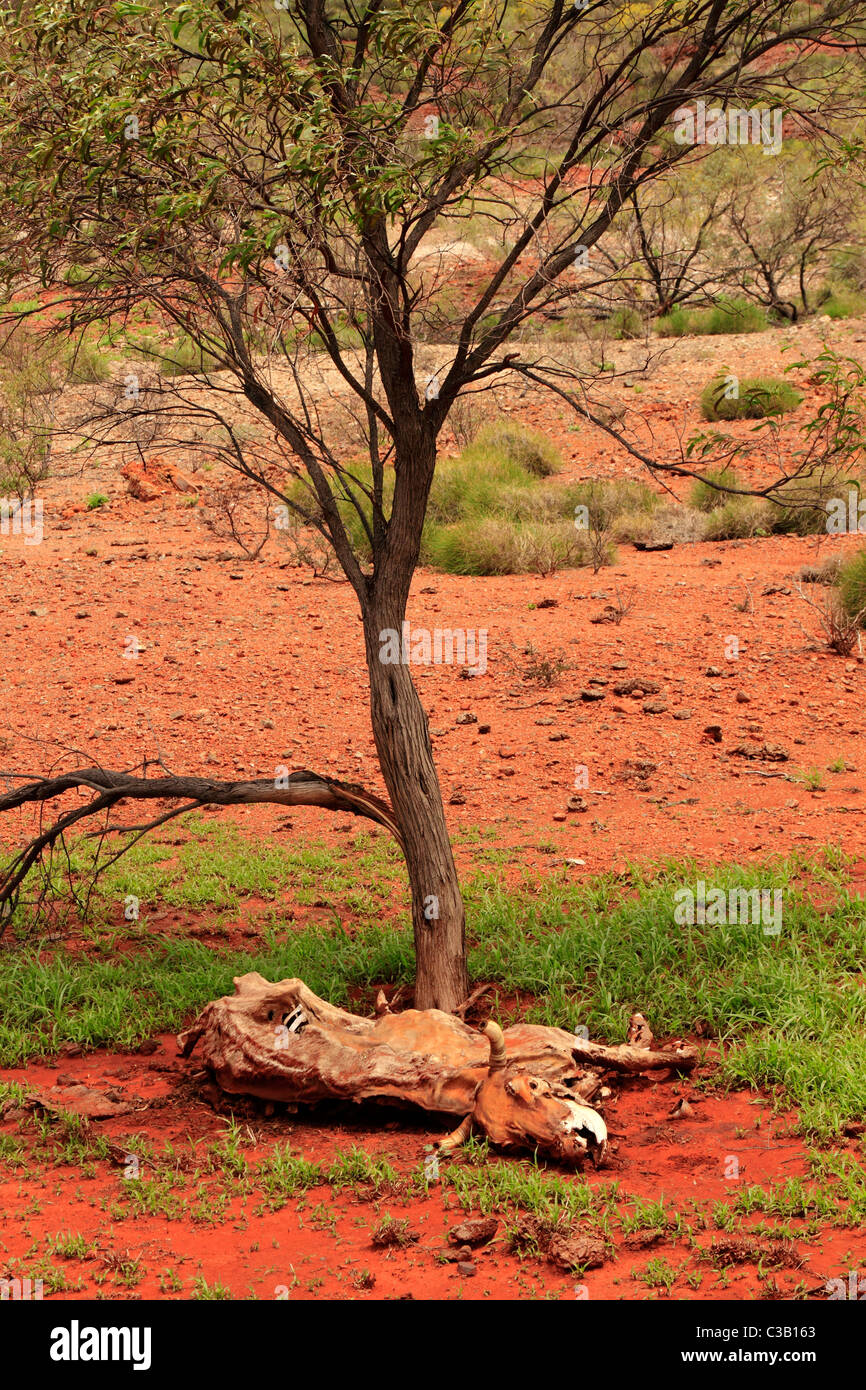 Decomposed animal carcass cow hi-res stock photography and images - Alamy