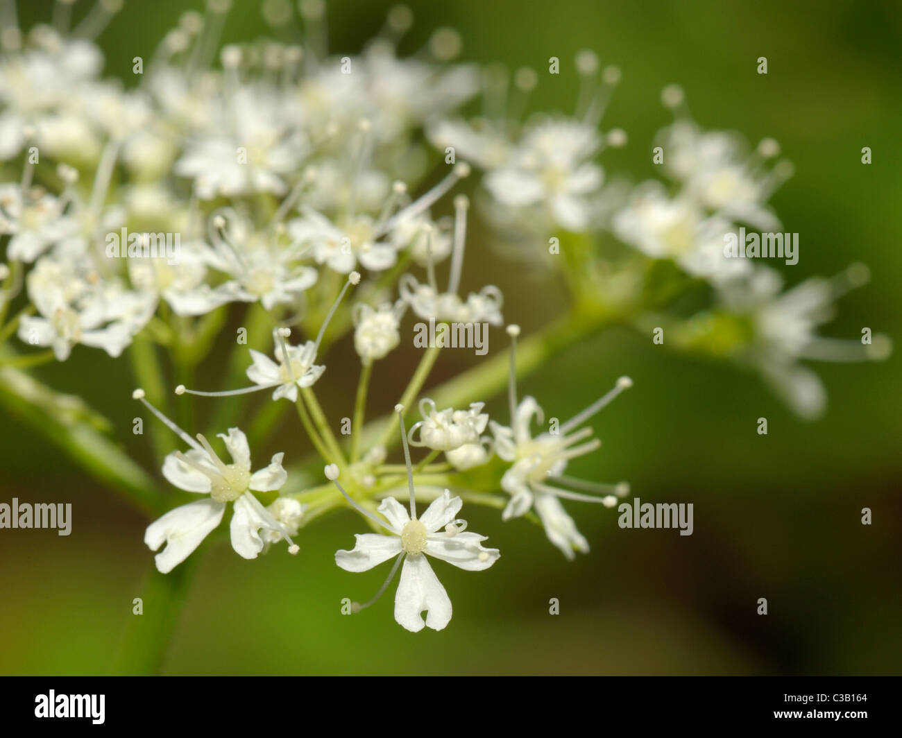 Myrrh Flower