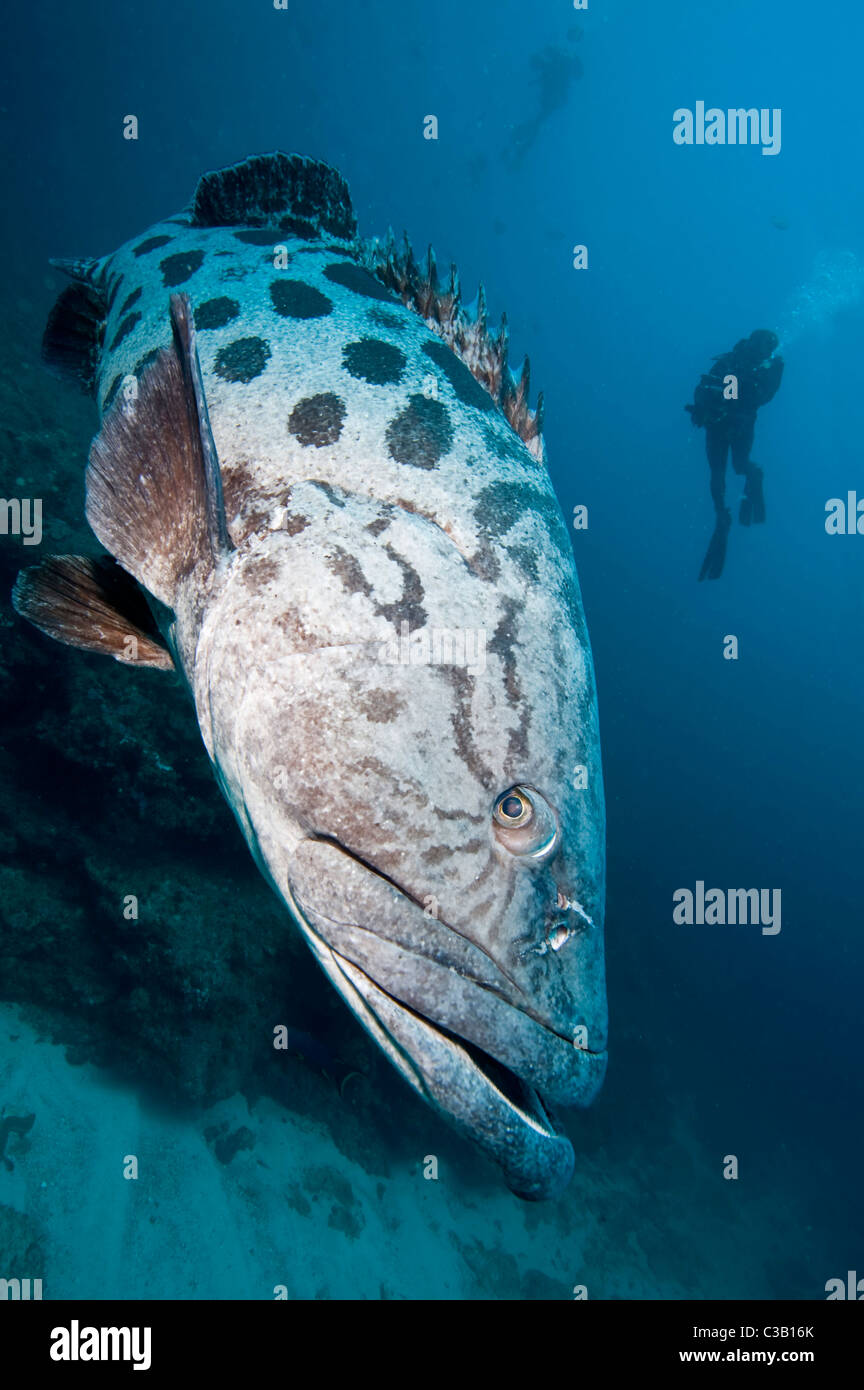potato cod grouper, Epinephelus tukula and scuba diver, Sodwana Bay ...