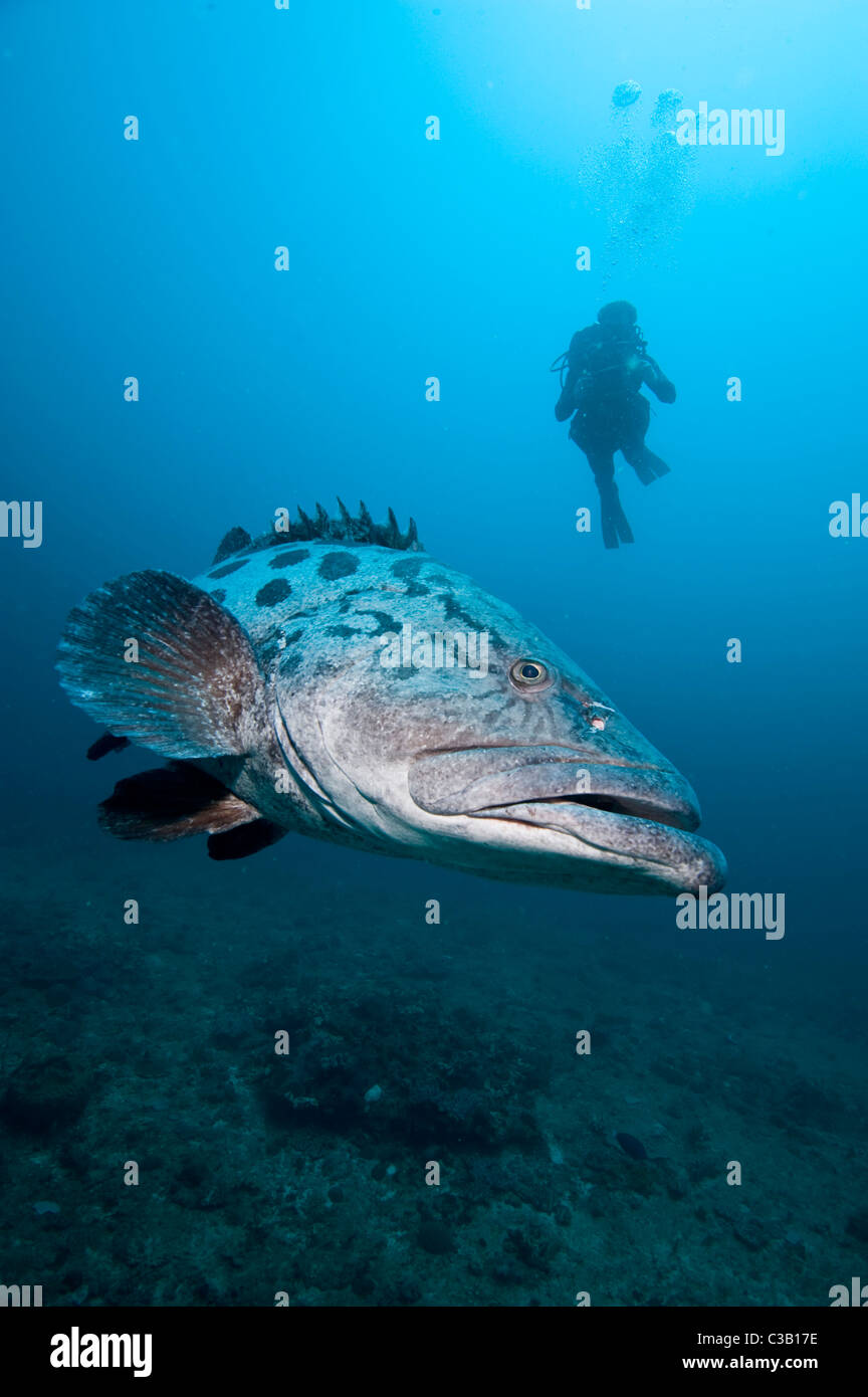 potato cod grouper, Epinephelus tukula and scuba diver, Sodwana Bay ...