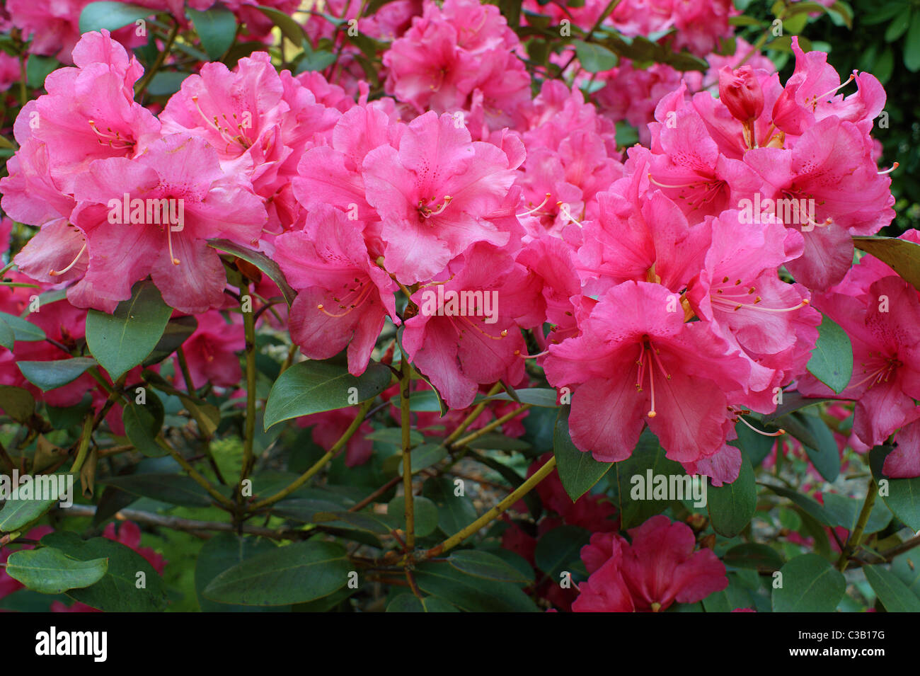 Glow pink hi-res stock photography and images - Alamy