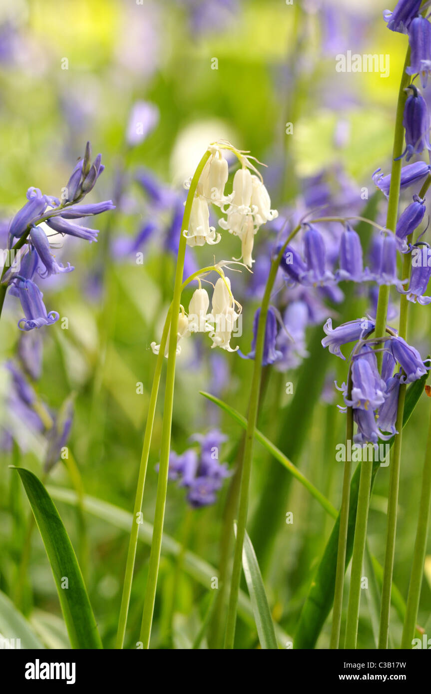 English bluebell woods hi-res stock photography and images - Alamy