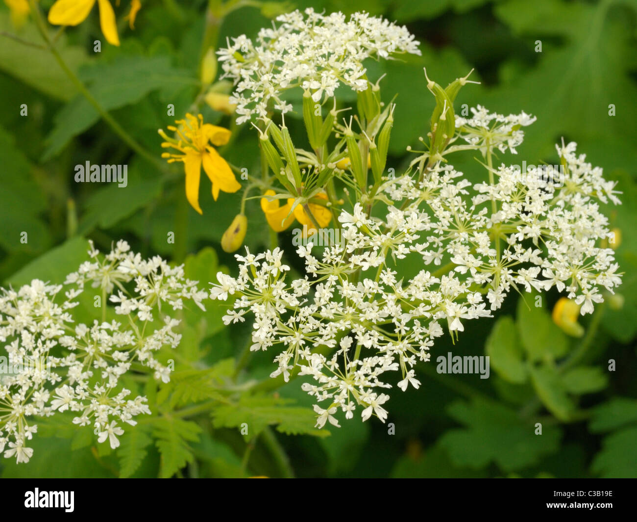 Sweet Cicely, myrrhis odorata Stock Photo - Alamy