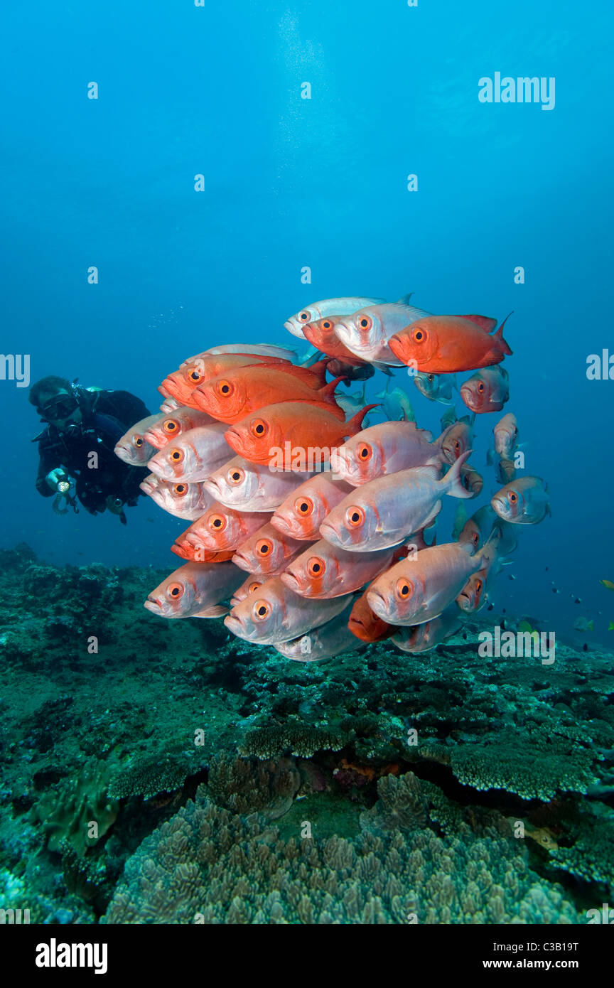 Glass eye snapper hi-res stock photography and images - Alamy
