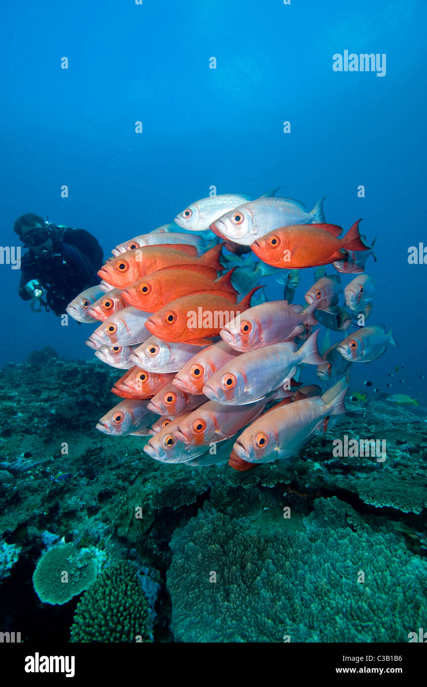 Glass eye snapper hi-res stock photography and images - Alamy