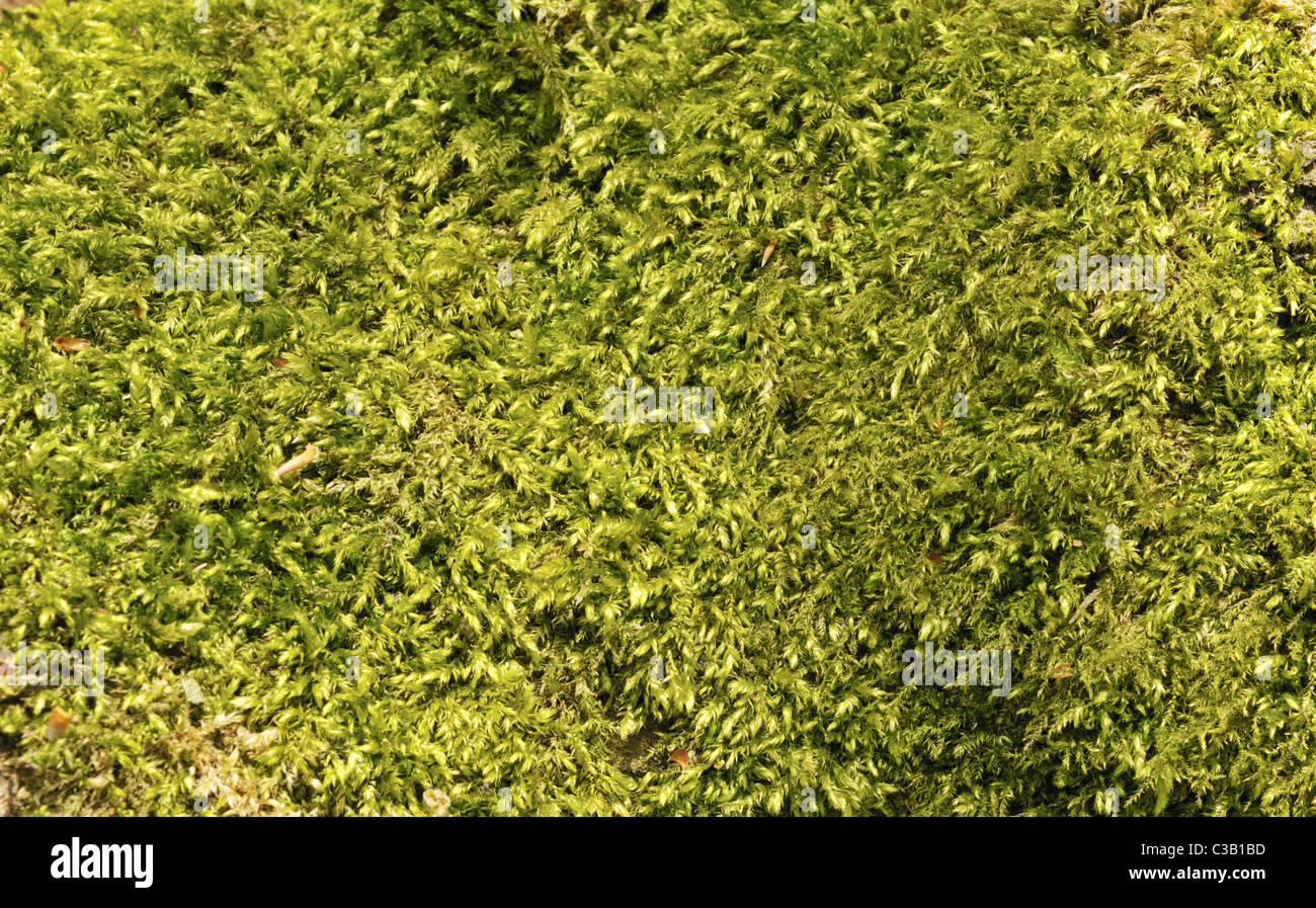 Bed of moss Stock Photo - Alamy