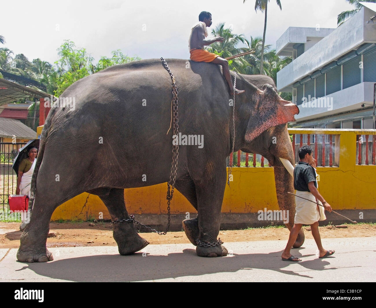 Mahout riding on elephants at Kerala, India Stock Photo - Alamy