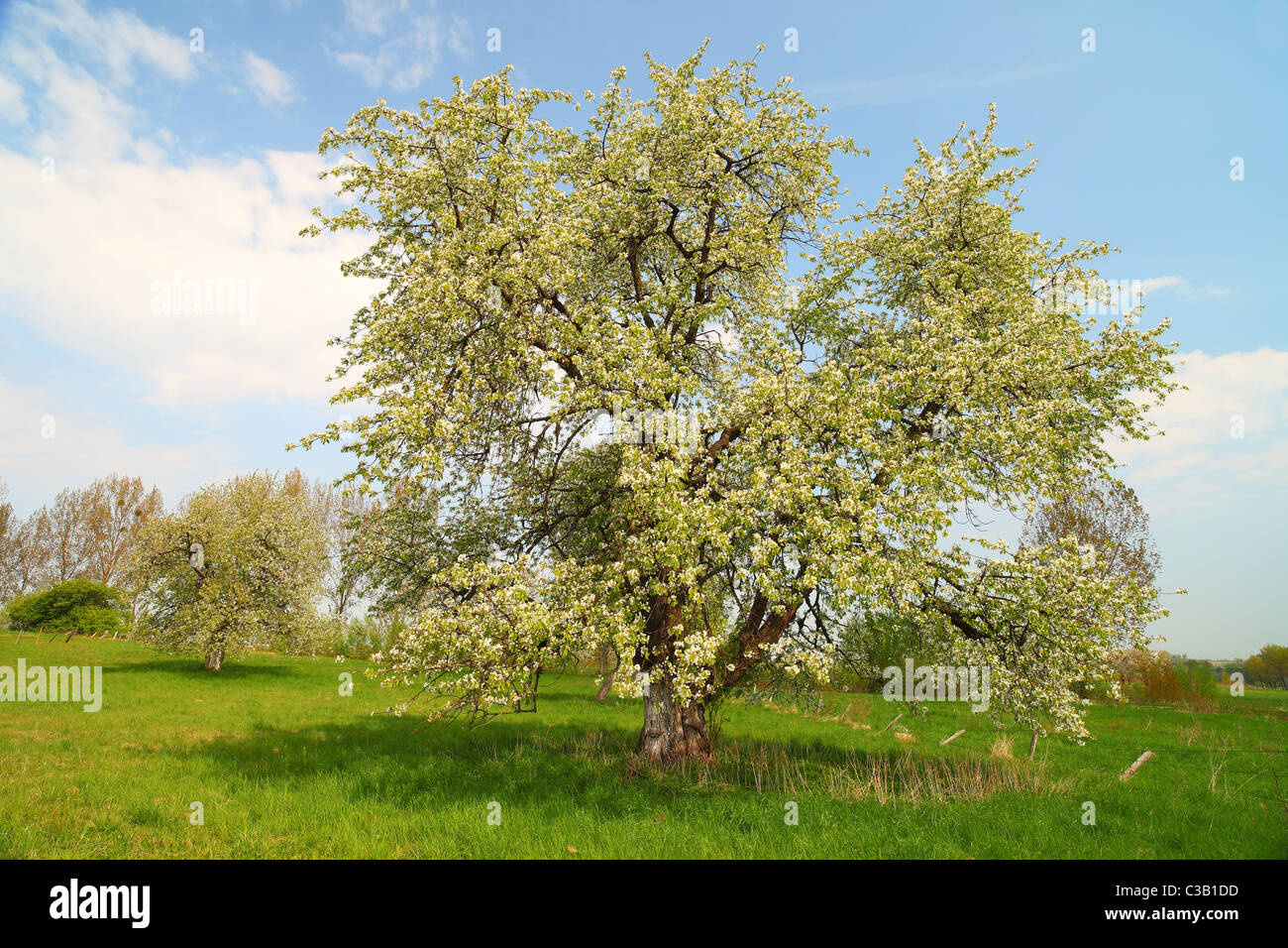 Old as a tree hi-res stock photography and images - Alamy