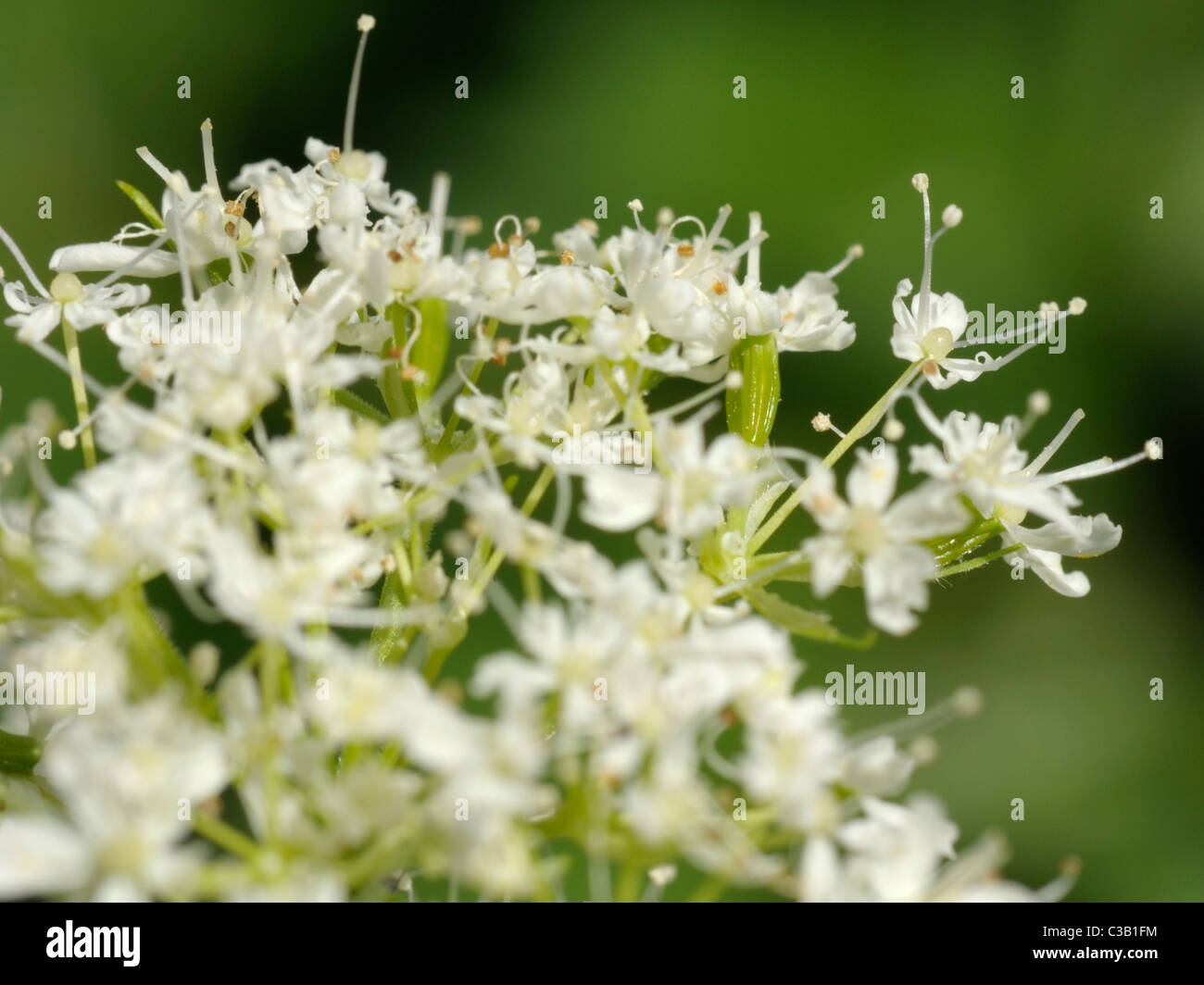Sweet Cicely, myrrhis odorata Stock Photo - Alamy