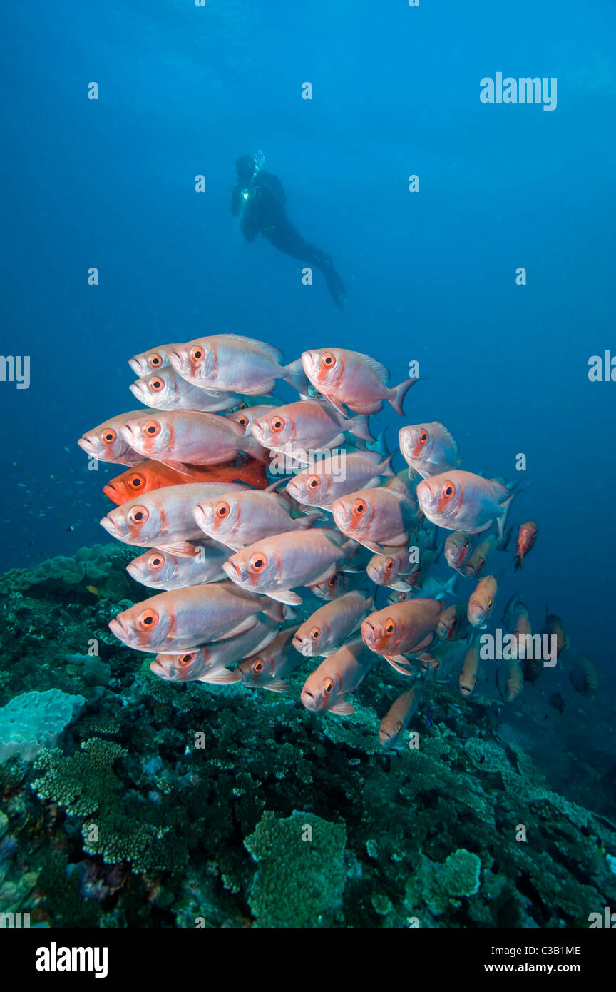 School of big-eyes or glass-eye snapper, Heteropriacanthus cruentatus ...