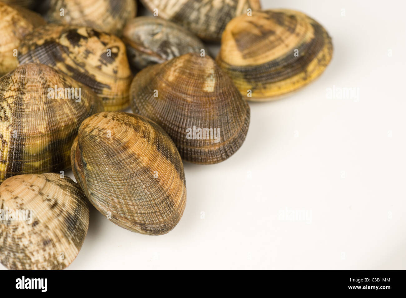 A heap of fresh clams isolated with copy space Stock Photo - Alamy