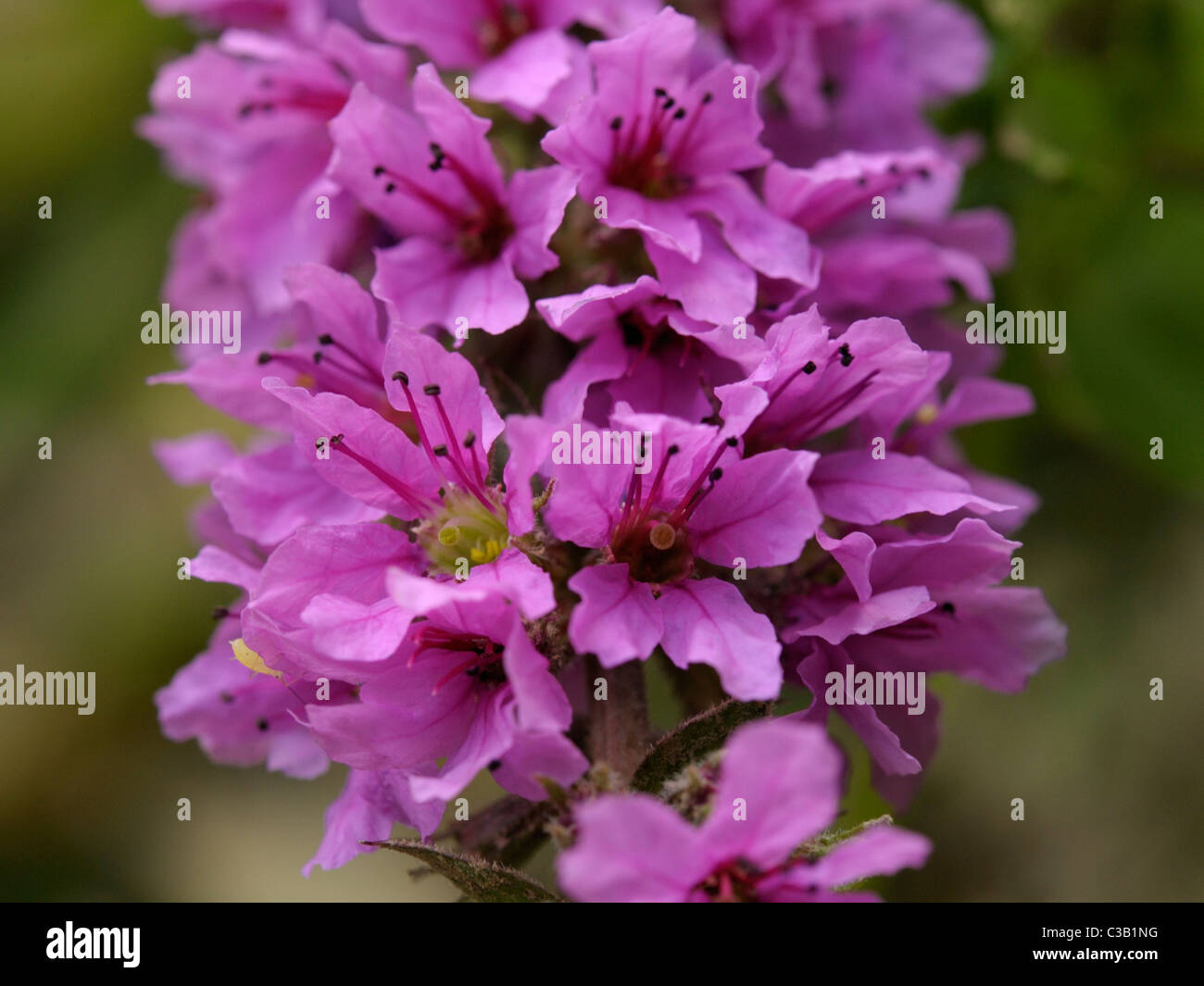 Heterostyly hi-res stock photography and images - Alamy