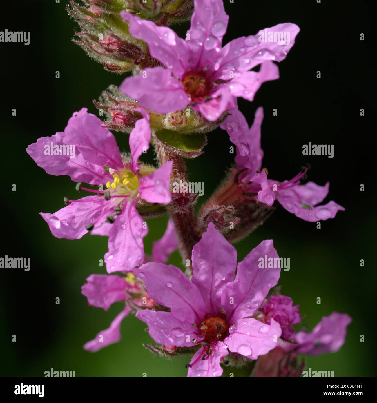 Heterostyly hi-res stock photography and images - Alamy