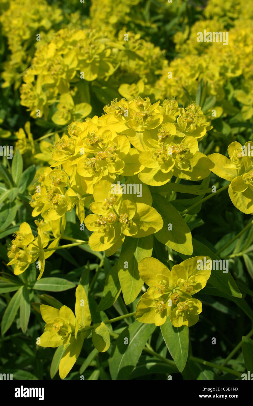 Yellow Coloured Spurge Euphorbia sp Stock Photo - Alamy