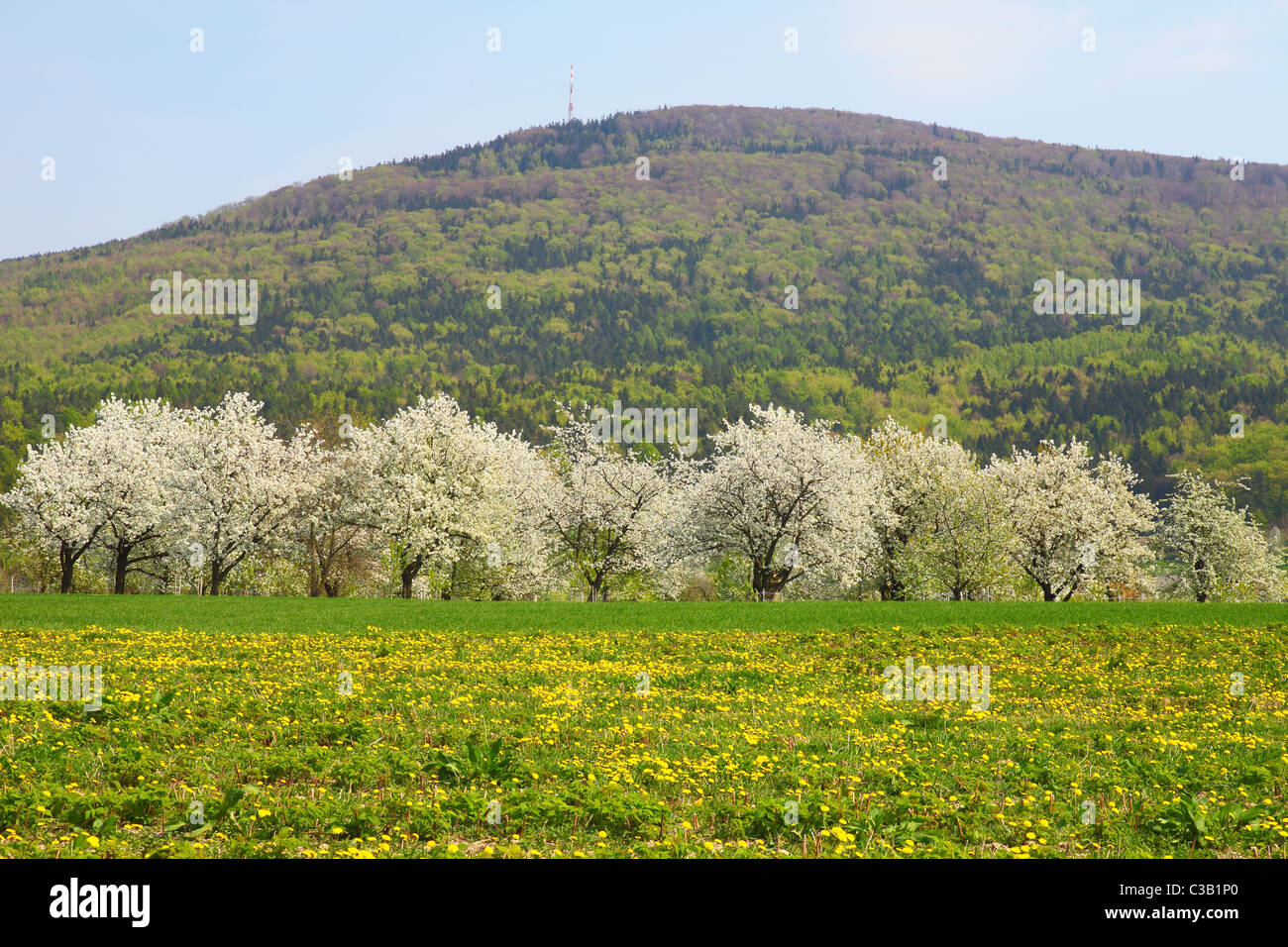 Old cherry trees blooming near Sleza Mountain Lower Silesia Poland ...