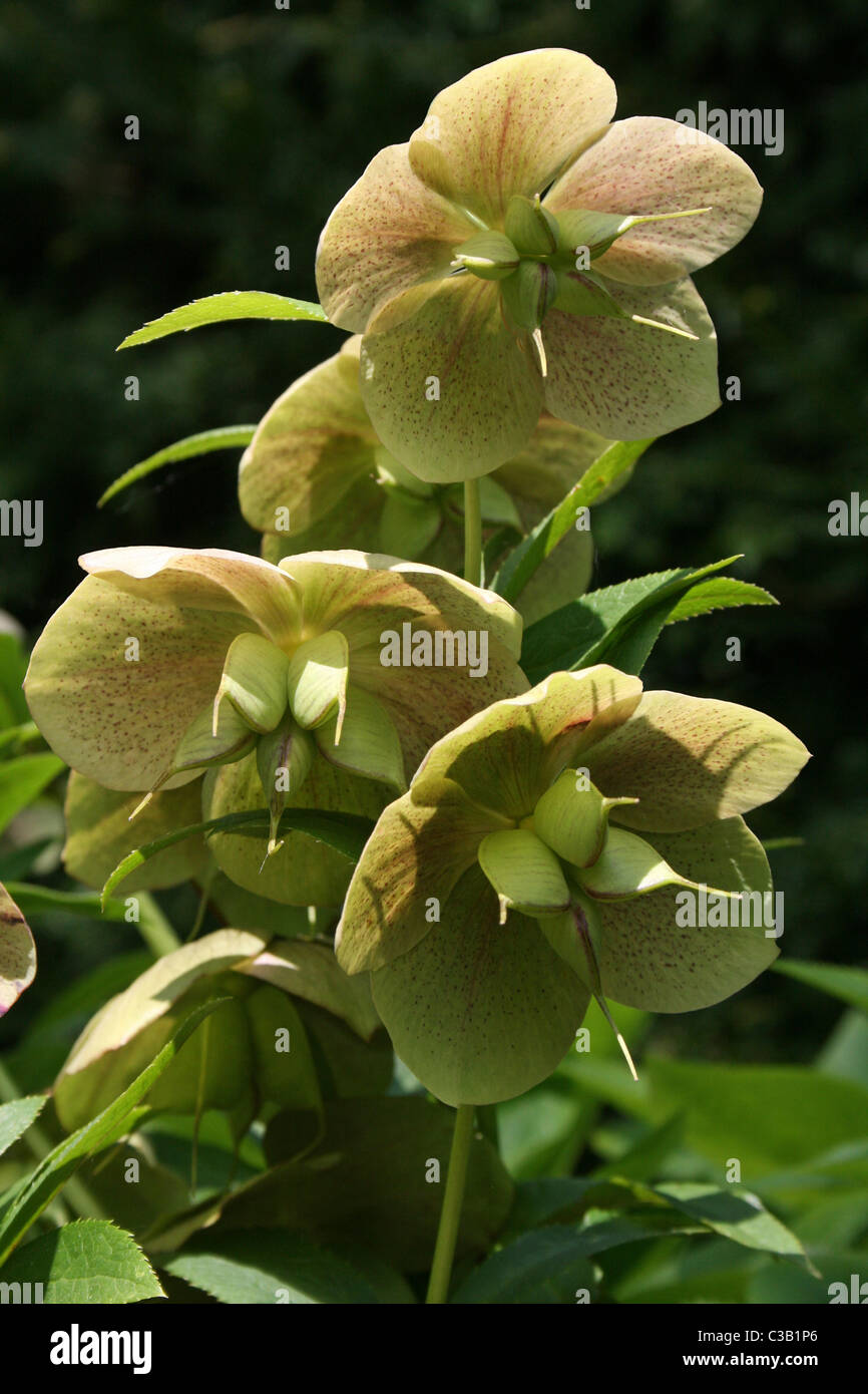 Lenten roses hi-res stock photography and images - Alamy