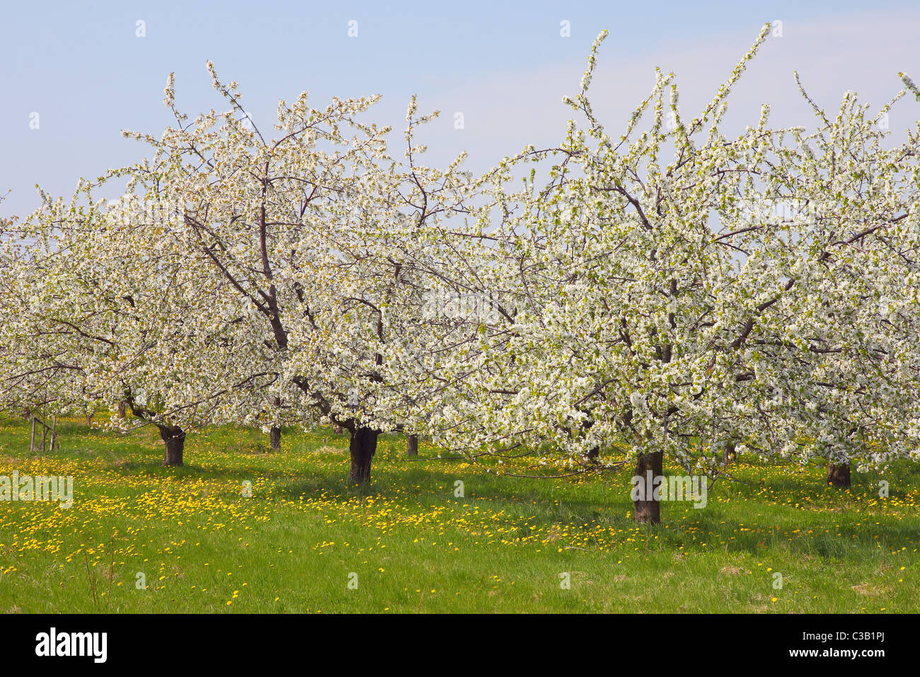 Cherry trees in full bloom spring cherry orchard blooming Stock Photo ...