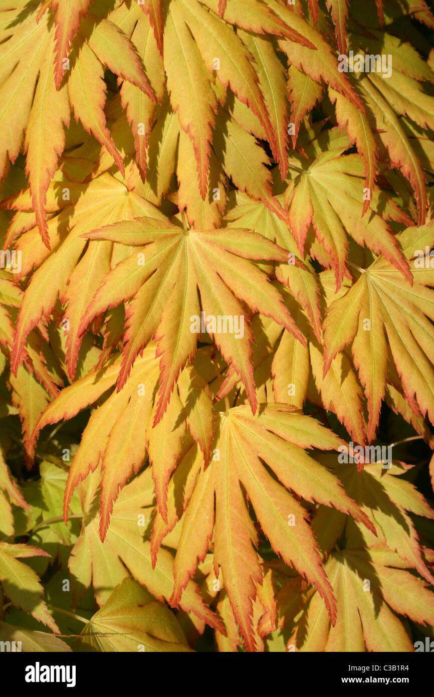 Golden Yellow Leaves Of The Japanese Maple - Acer palmatum 'Katsura ...