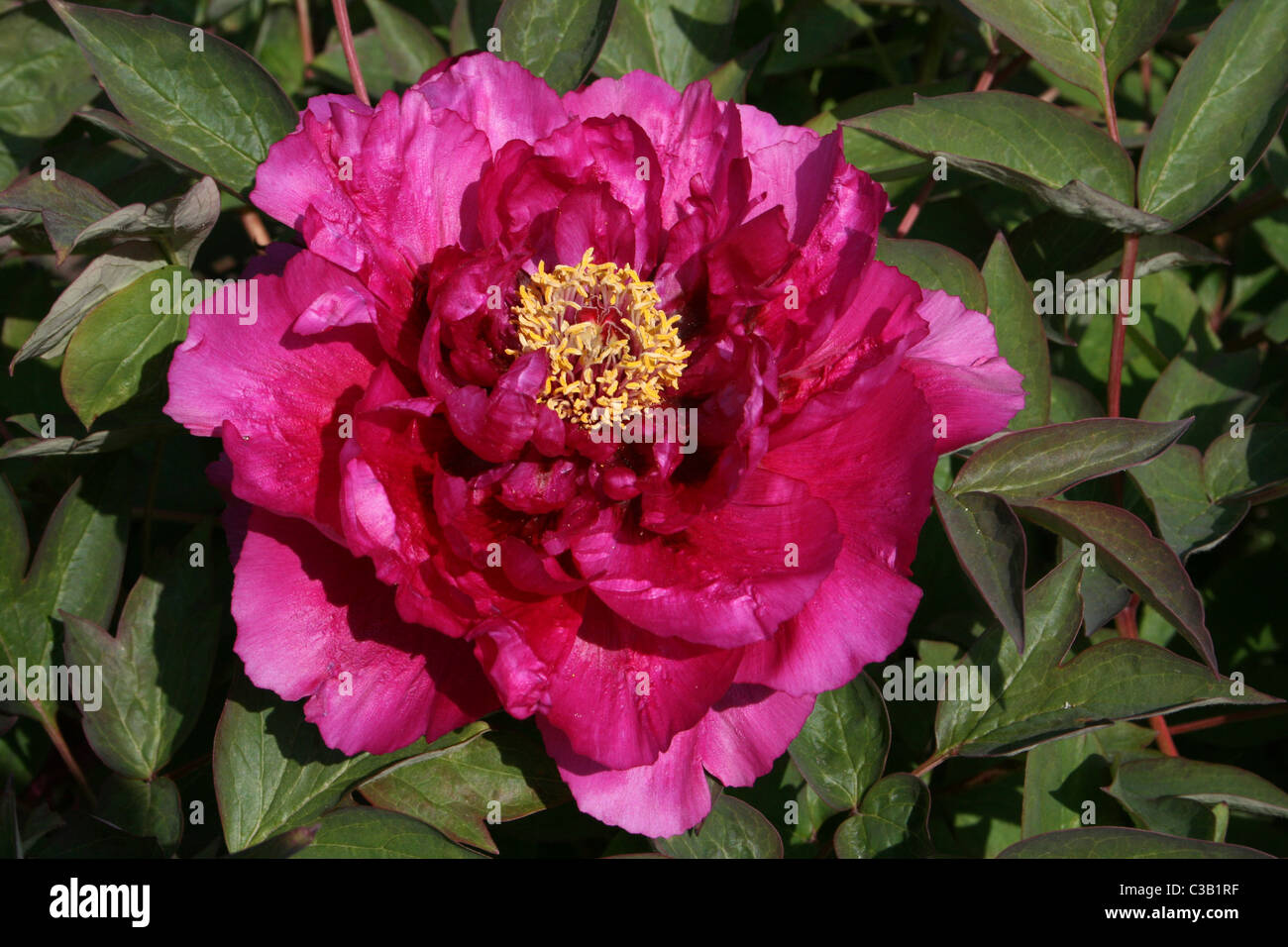 Paeonia suffruticosa chinese tree peony hi-res stock photography and ...