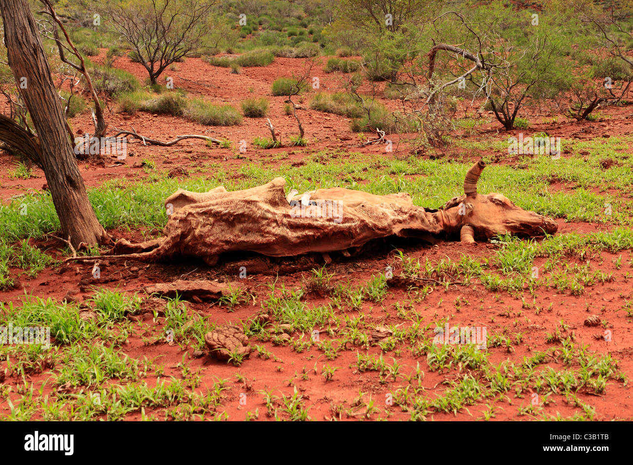 Old cattle carcass under tree in Outback Landscape, Pilbara, Northwest ...