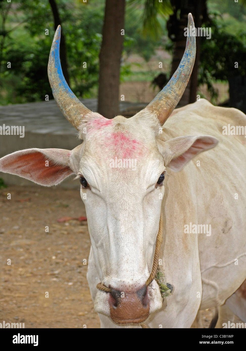 Bull, Domestic Animal Stock Photo - Alamy