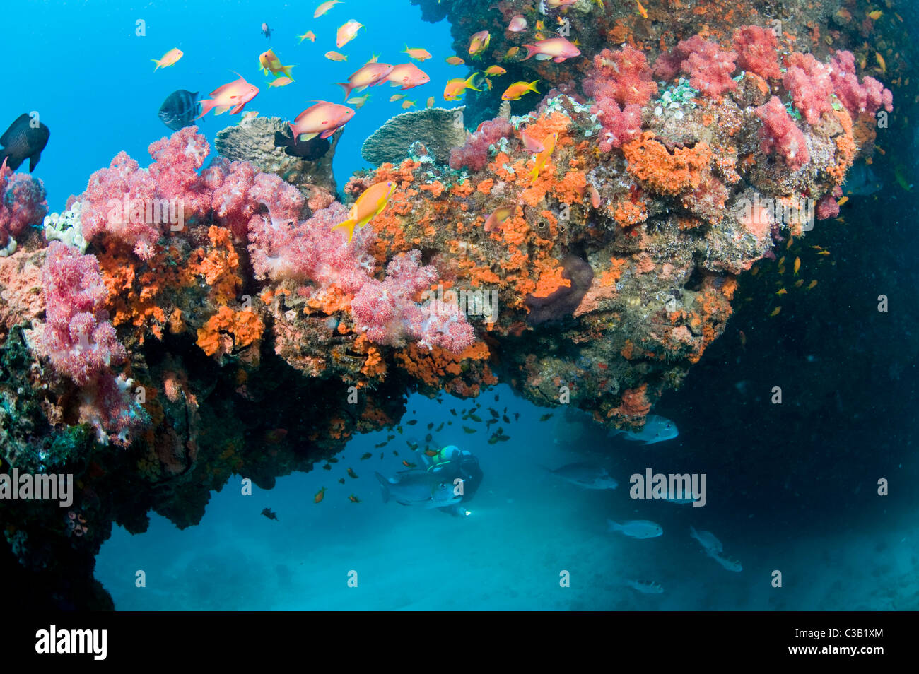 Rich healthy coral reef, Sodwana bay, South Africa, Indian Ocean Stock ...