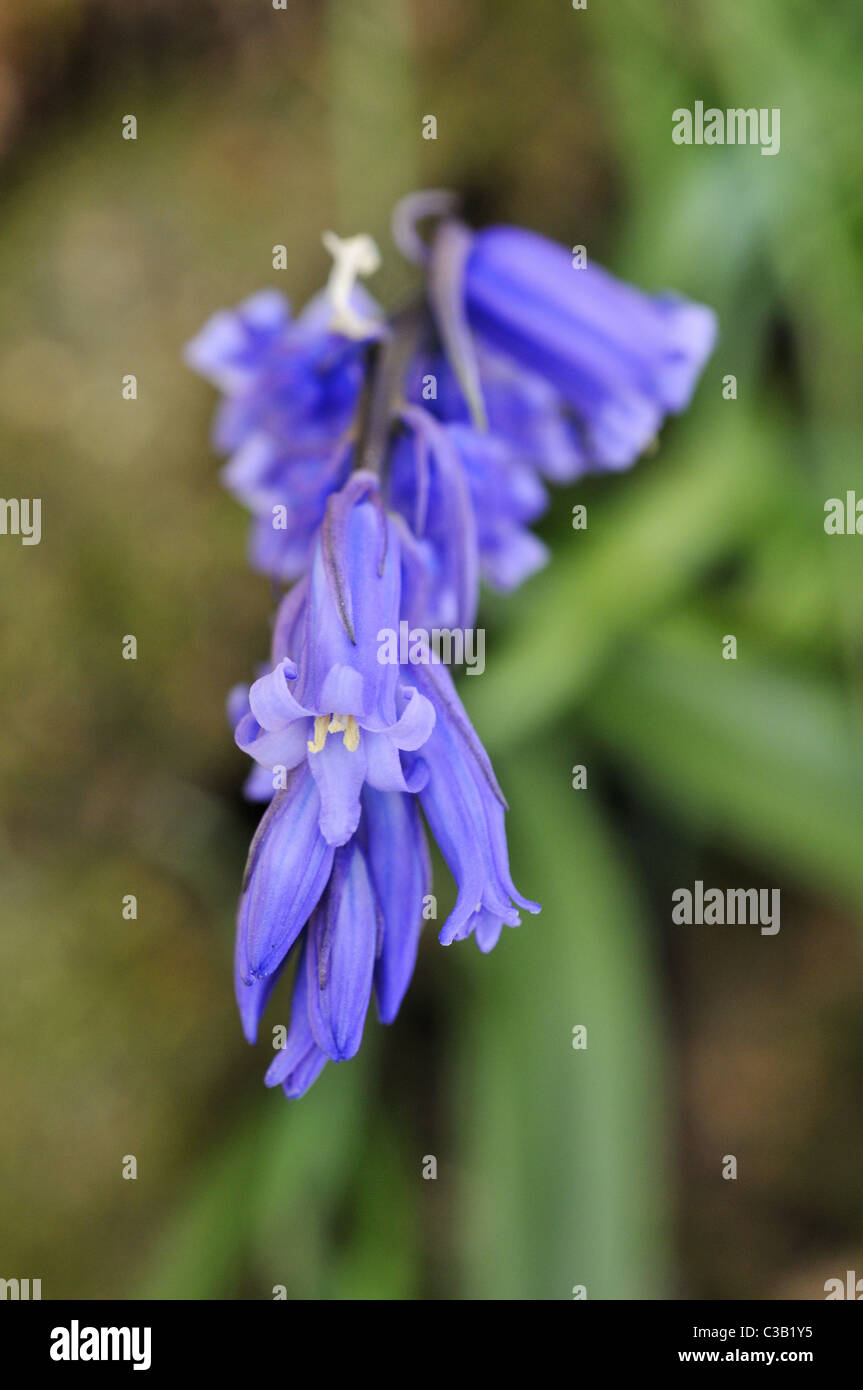 Common English bluebell Stock Photo - Alamy