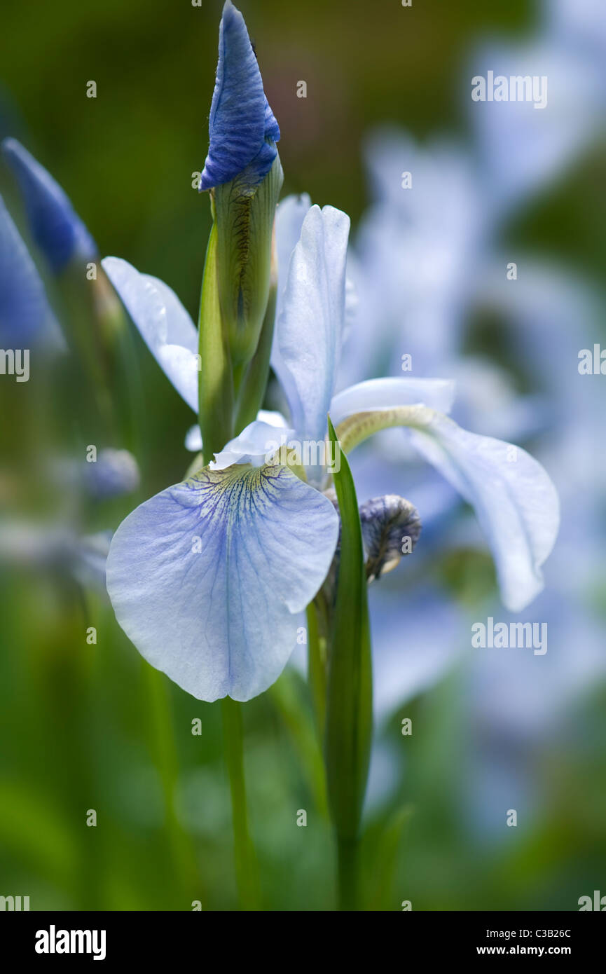 Bearded Iris - Austrian Sky Stock Photo - Alamy