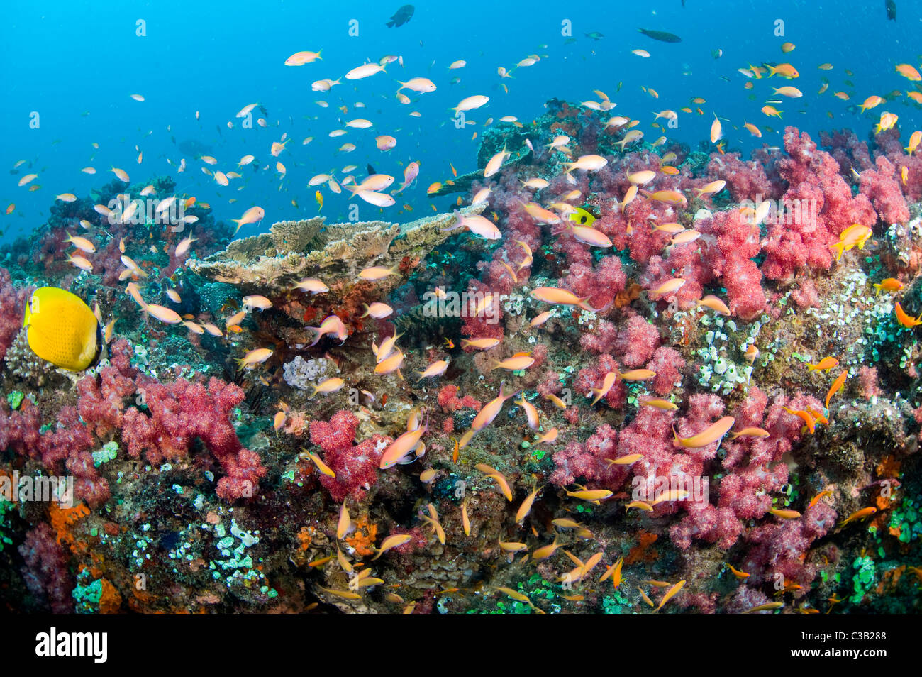 Indian ocean coral reef hi-res stock photography and images - Alamy