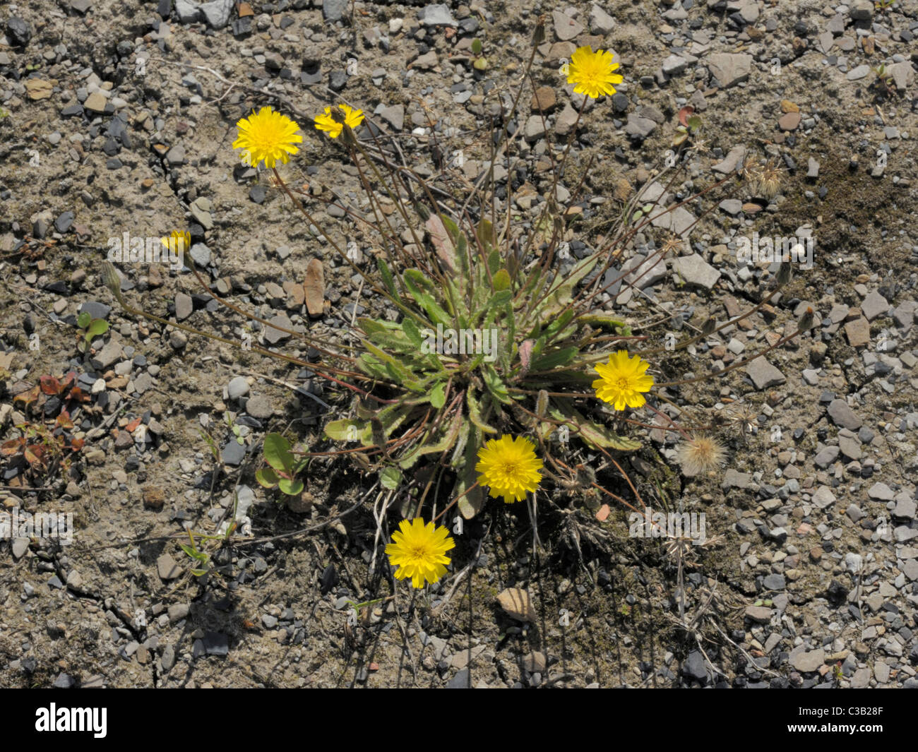 Lesser hawk bit hi-res stock photography and images - Alamy