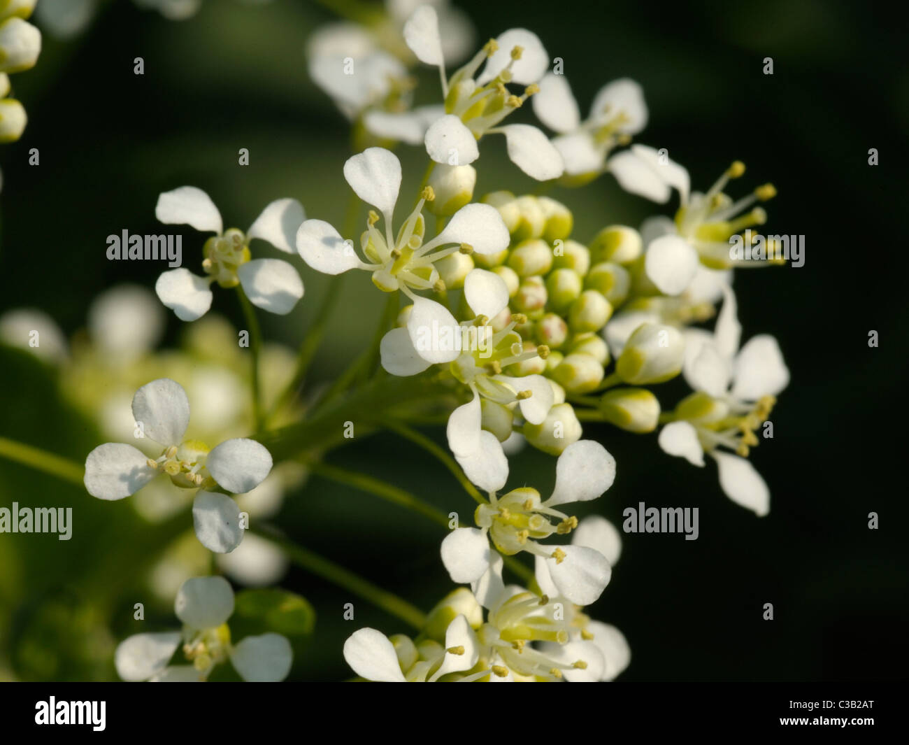 Hoary Cress, lepidium draba Stock Photo - Alamy