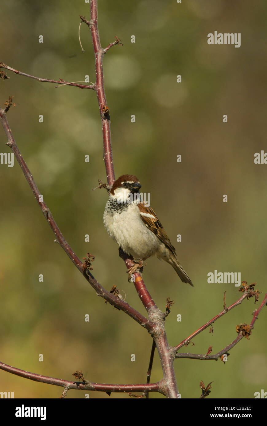 Italian sparrow passer domesticus italiae hi-res stock photography and ...