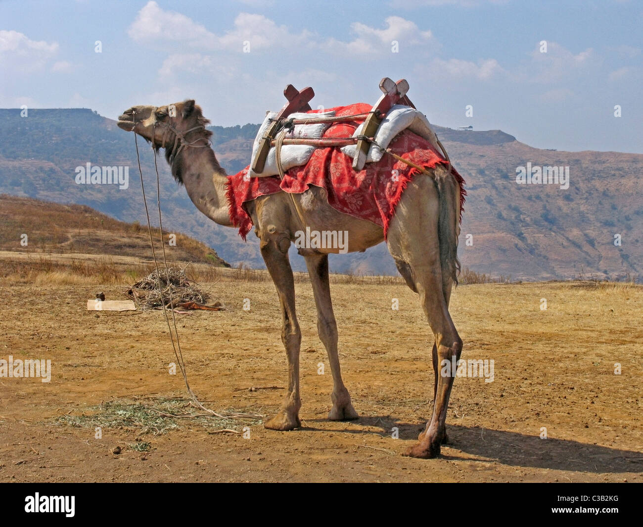 Camel, Use for Transportation, Mahabaleshwar, Satara, Maharashtra ...