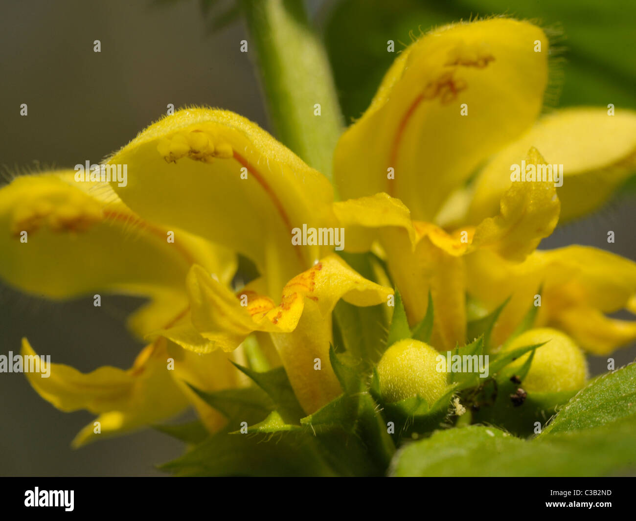 Yellow archangel hi-res stock photography and images - Alamy