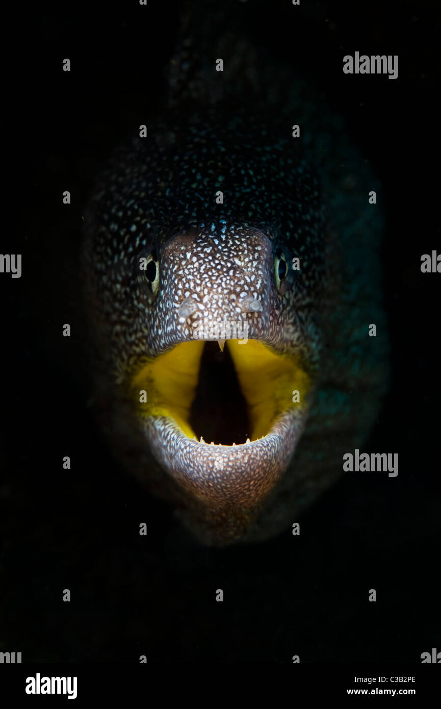 Yellowmouth morey eel, Sodwana Bay, South Africa, Indian Ocean Stock ...
