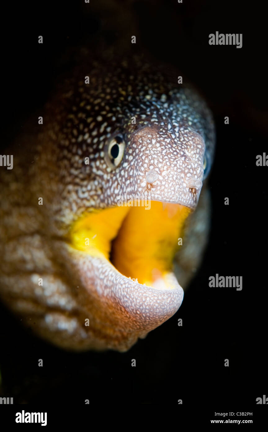 Yellowmouth morey eel, Sodwana Bay, South Africa, Indian Ocean Stock ...