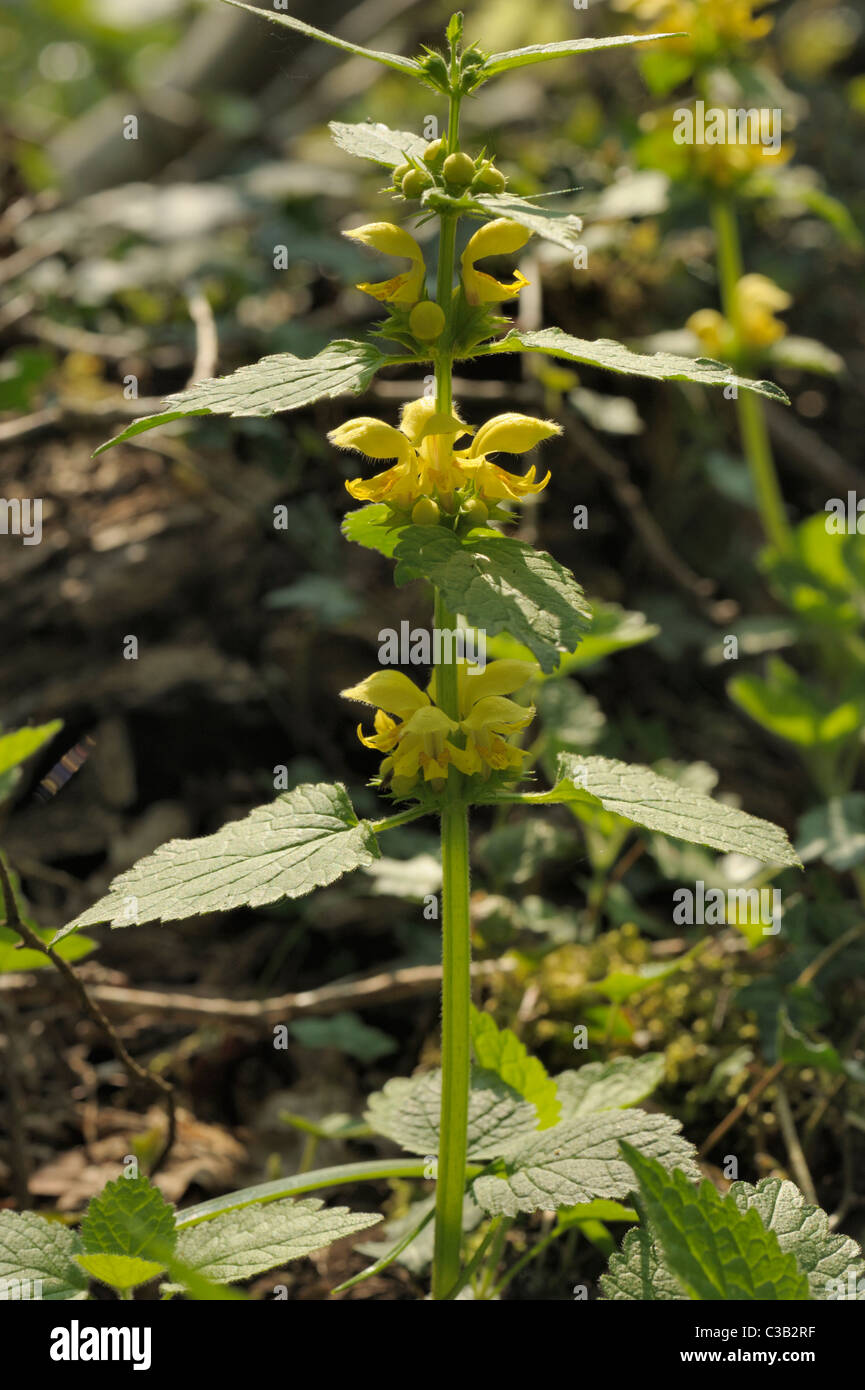 Yellow archangel hi-res stock photography and images - Alamy