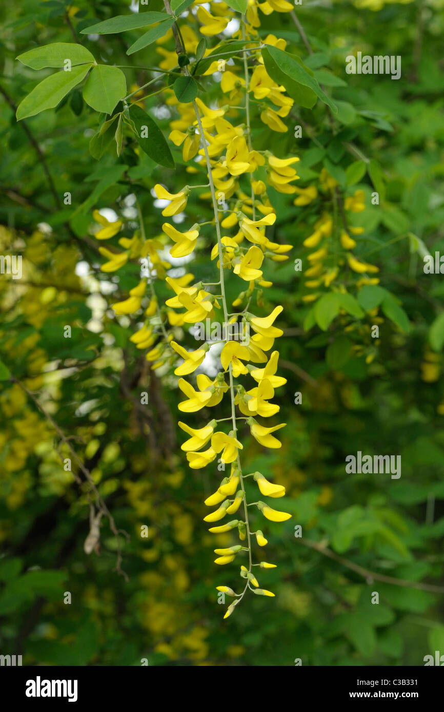 Yellow common laburnum flowers hi-res stock photography and images - Alamy
