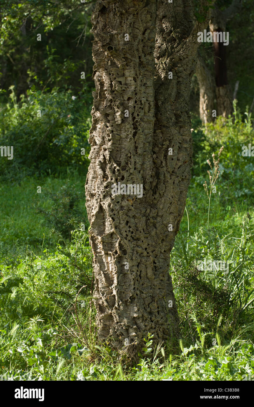 Cork Oak High Resolution Stock Photography and Images - Alamy