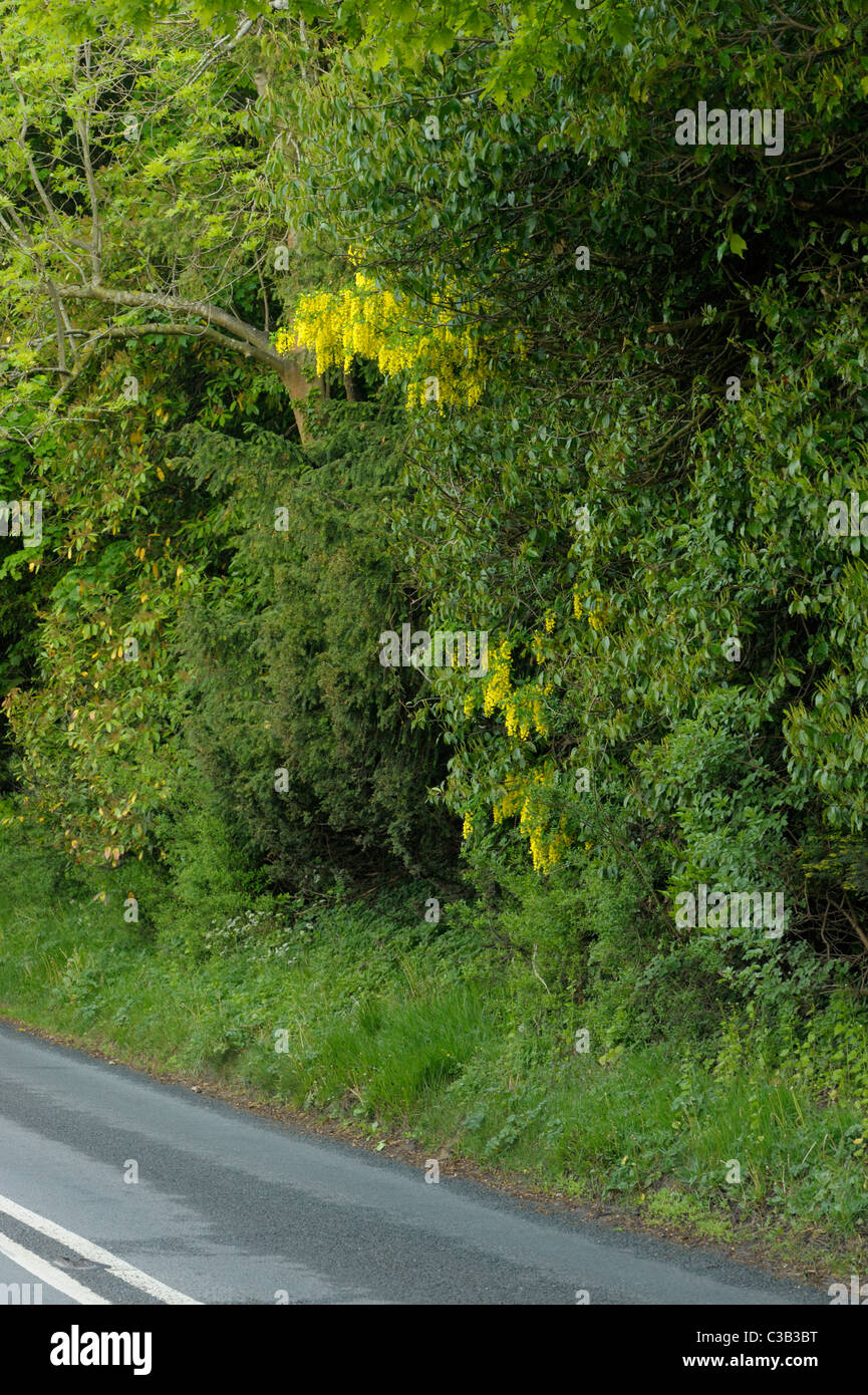 Laburnum roadside hi-res stock photography and images - Alamy